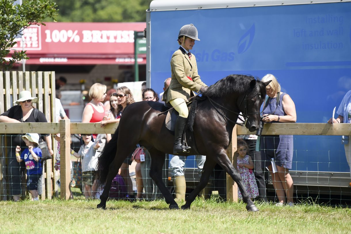 ‘All I wanted to do was go to shows every day for the rest of my life ...