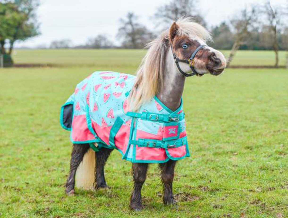 Patterned horse rugs to feast your eyes on | Horse & Hound