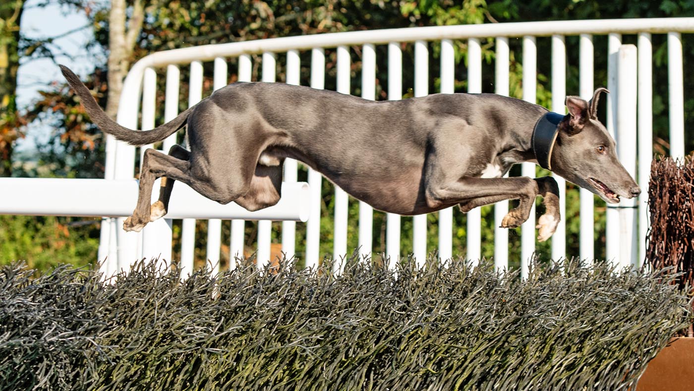 Top dog: which types of dog does the horse world prefer? *H&H Plus ...