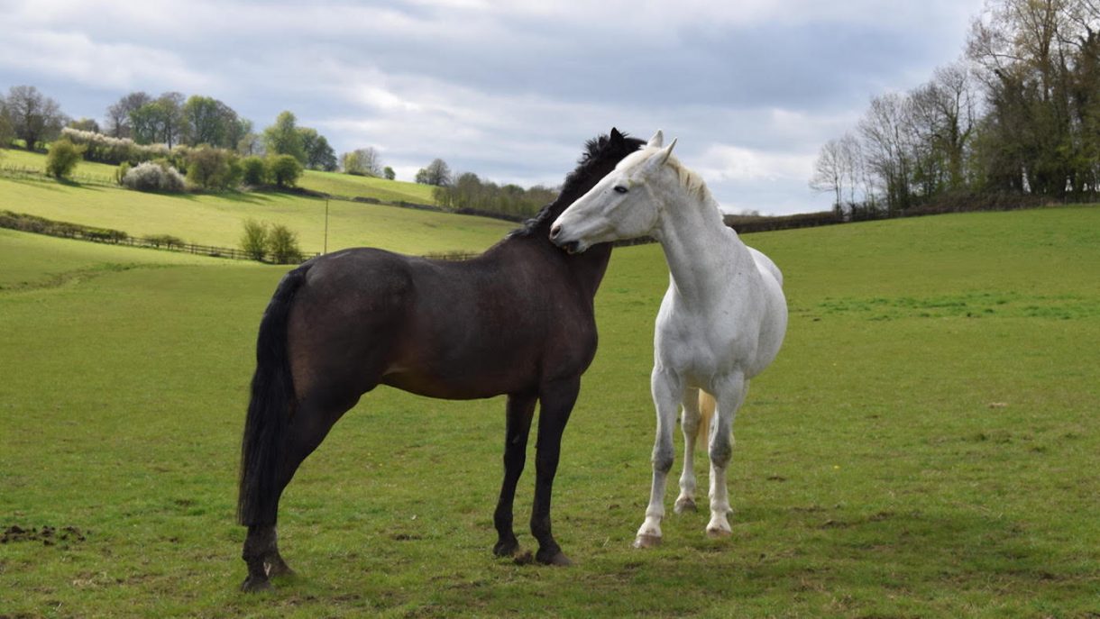 Horses’ social behaviour could influence their weight, survey finds ...
