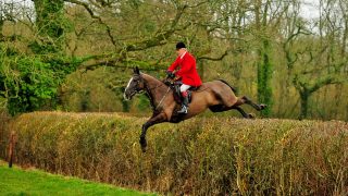 Hedge hopping: 9 ways to get to the other side in one piece - Horse & Hound