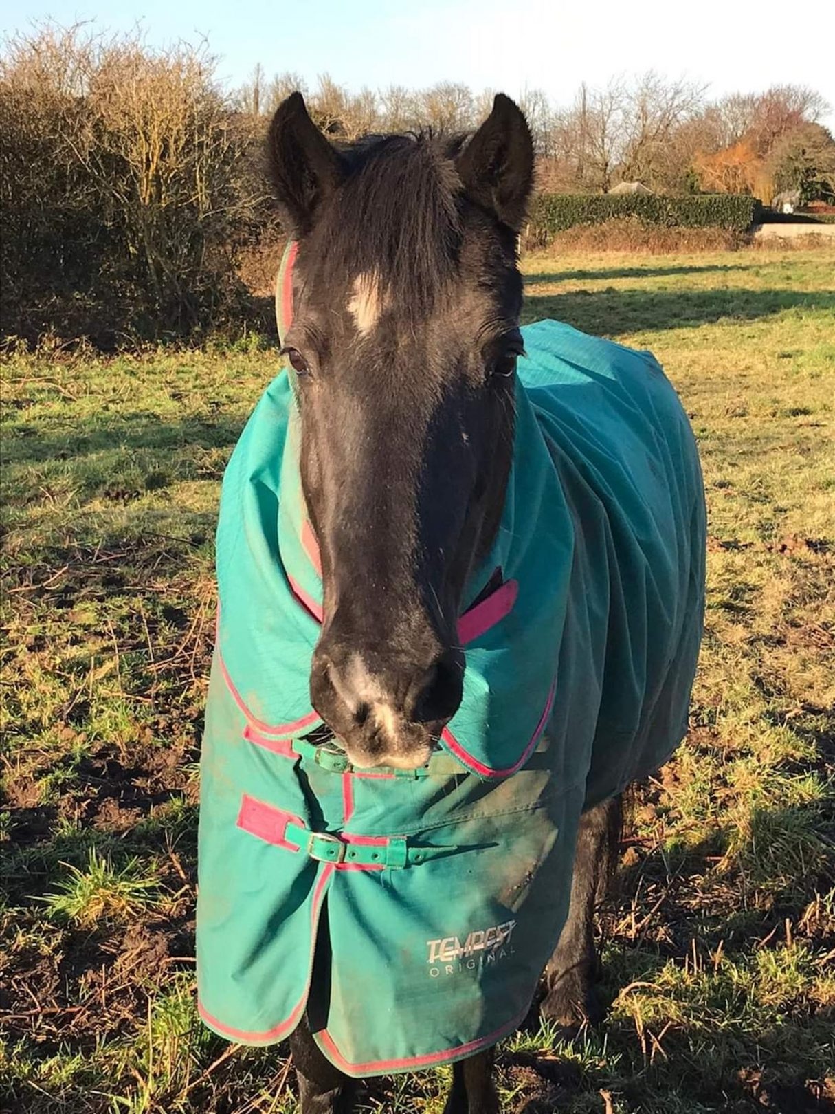 Welfare warning as elderly mare colics after trespassers feed her ...