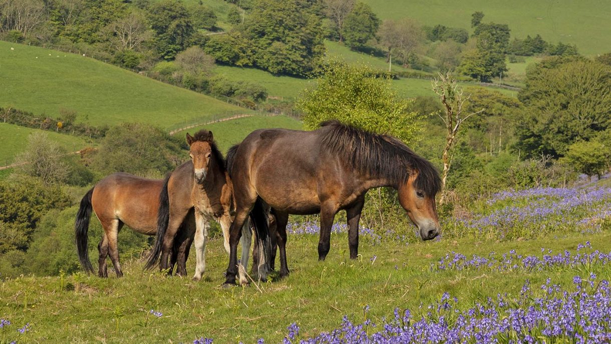 Horse breeds in the UK: native ponies to heavy horses