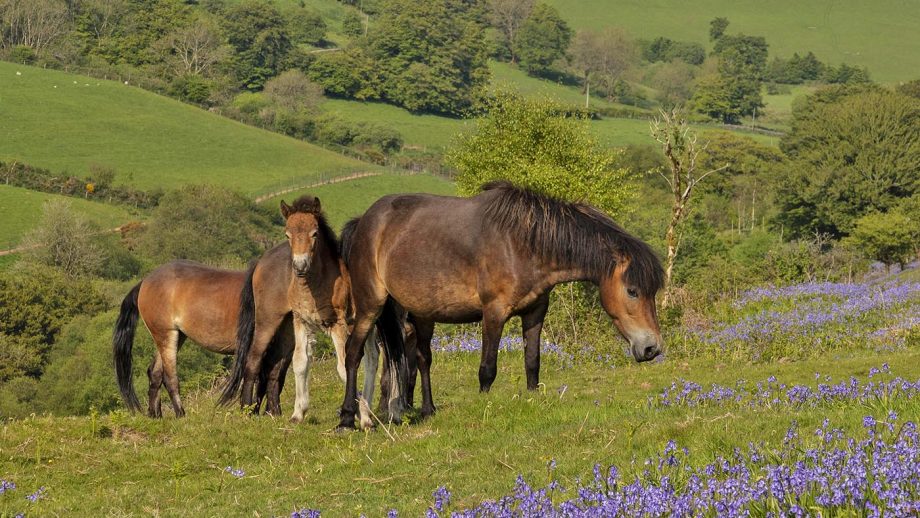 Horse breeds in the UK: native ponies to heavy horses
