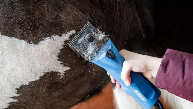 Different types of horse clip: which one is right for your horse?