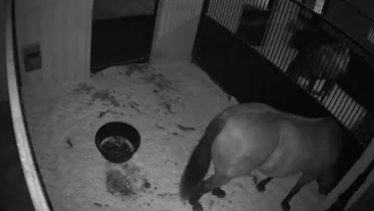 Best stable cameras for all connectivity situations | Horse & Hound