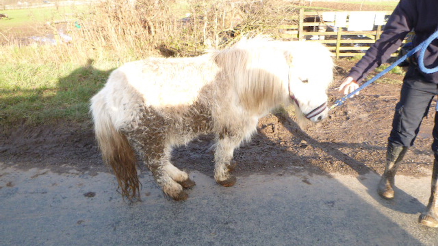 Pony found in garden shed ‘in pain with every step’ put down - Horse ...