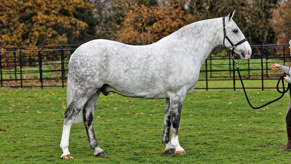 Meet Brookdale Limited Edition – a supreme maxi cob - Horse & Hound