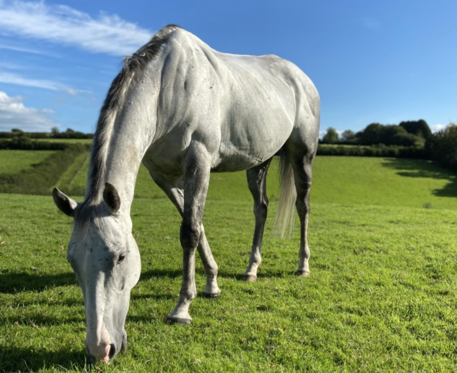 Love ex-racehorses? Take a look at this bunch ready to be snapped up ...