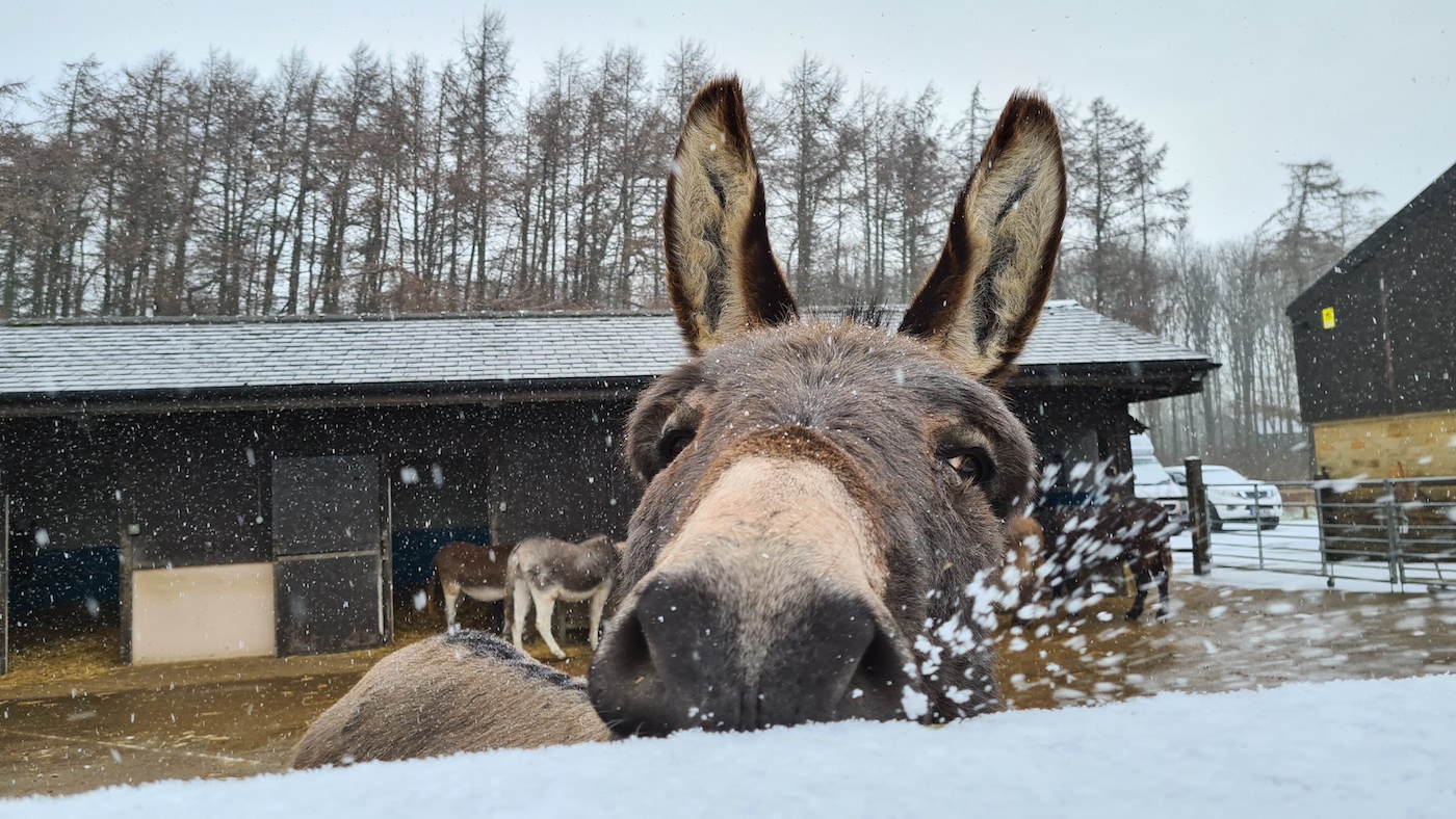 Bless you! Donkey snorts snow as equids enjoy wintry weather - Horse ...
