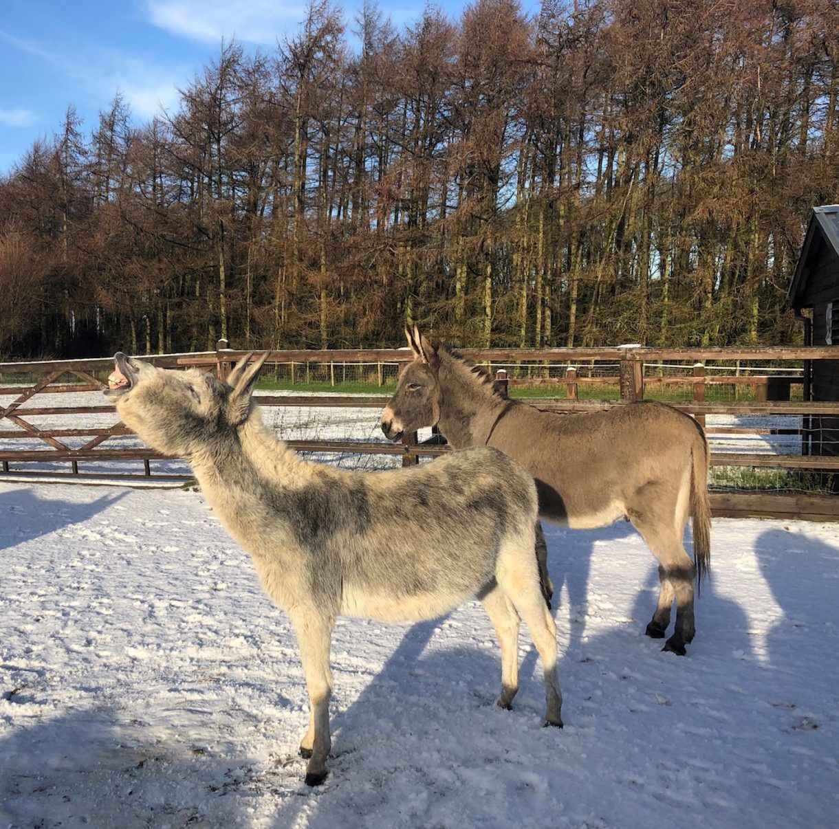 Bless you! Donkey snorts snow as equids enjoy wintry weather - Horse ...