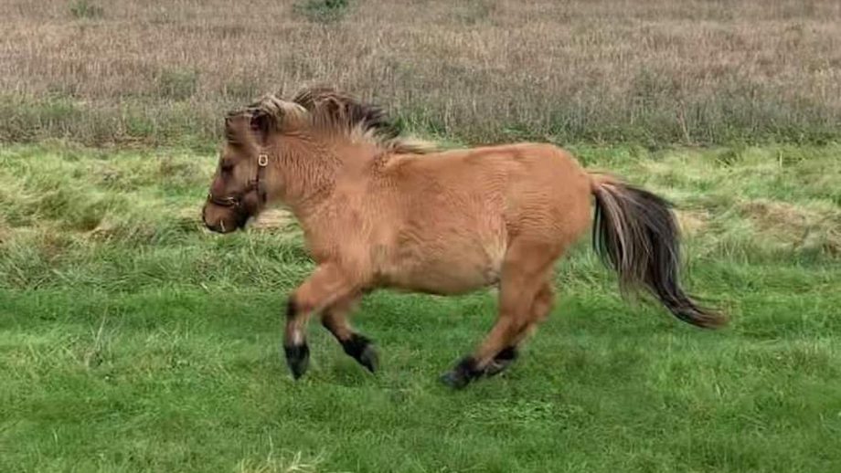 The Shetland pony: all you need to know about this small hardy breed