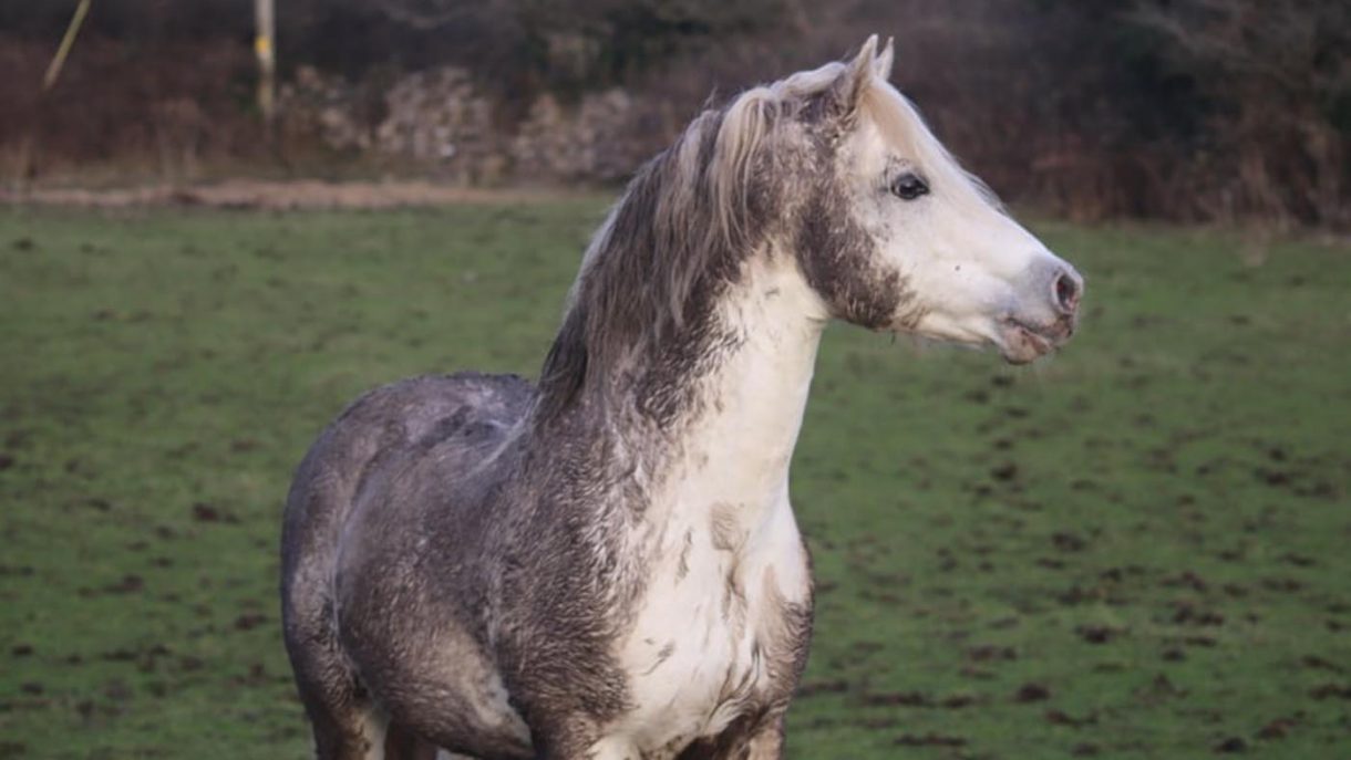 Former Olympia champion Banks Timber enjoys down time at home