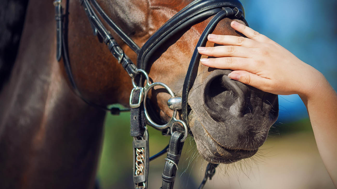 How the human-horse relationship affects our most important decisions ...