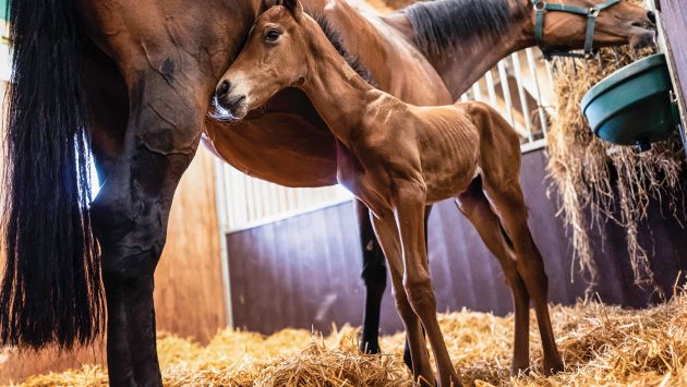 Horse bucket list suggestions – 40 horsey things to try | Horse & Hound