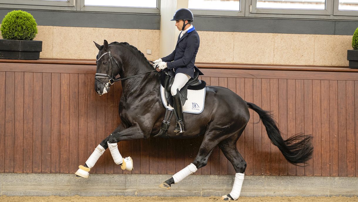 Nine young stallions standing in Britain to consider in 2022