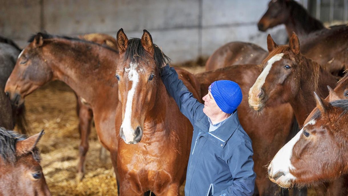 Breaking horses in: expert advice on how to give a horse the best start