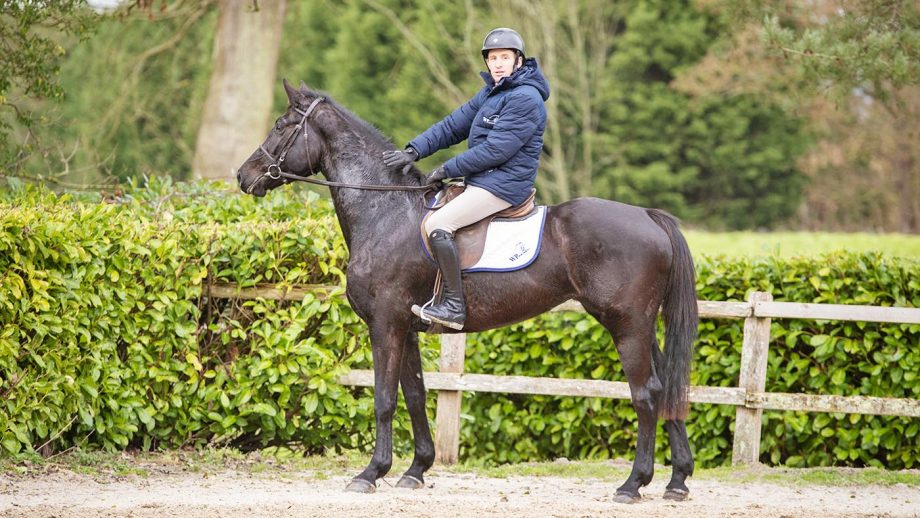 Breaking horses in: expert advice on how to give a horse the best start