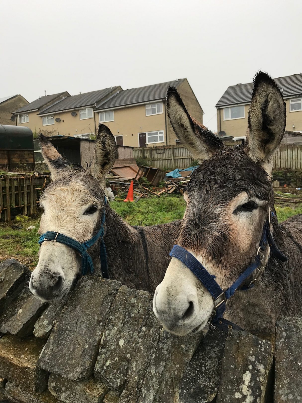 Euthanasia ‘may be the only option’ for donkey found suffering on waste ...
