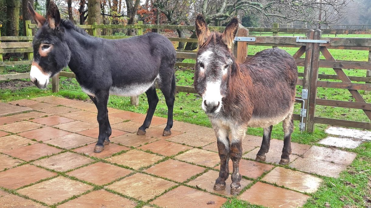 Heartbroken donkey finds new companion - Horse & Hound