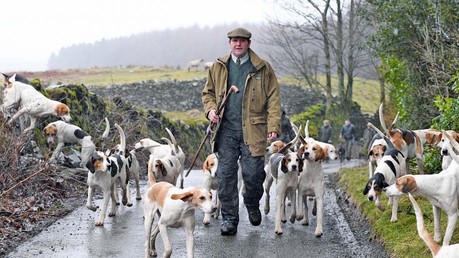 No horses, just wonderful hounds: why everyone should experience Fell ...