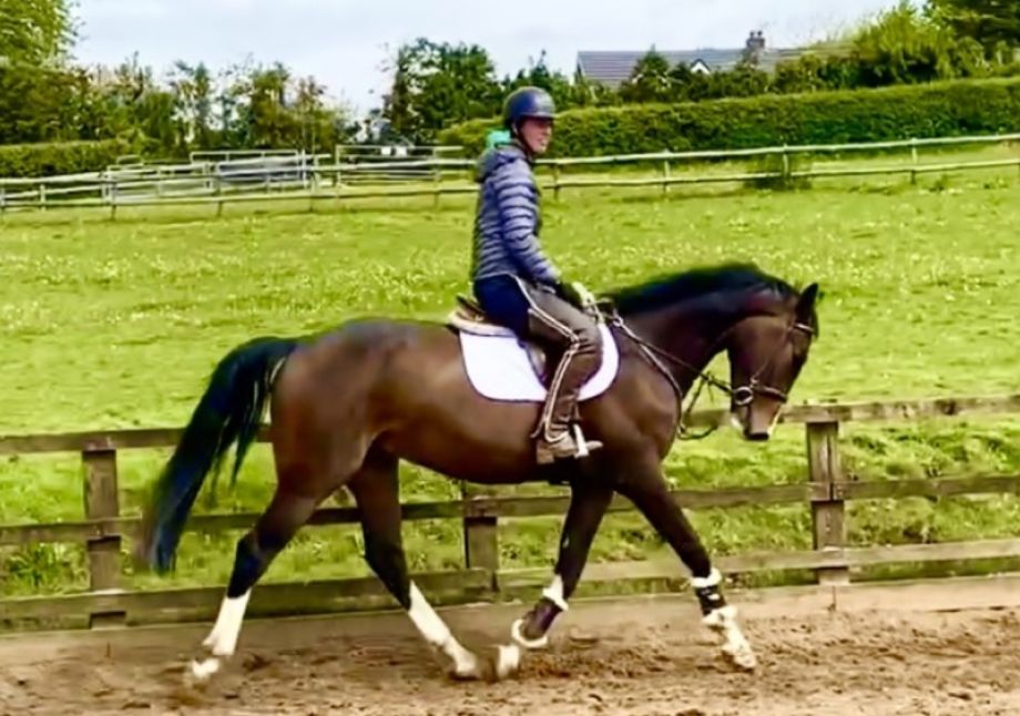 Check out this selection of Irish sport horses for sale