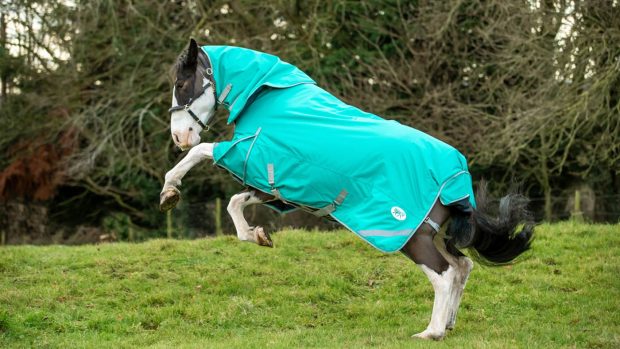 Best rain sheets for horses to protect from showers | Horse & Hound