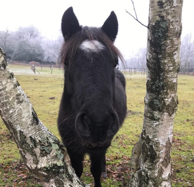 Picture of mare mourning dead foal after hit and run released to ...