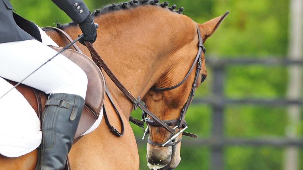 Naming a racehorse: how does it work? Here’s your full guide...