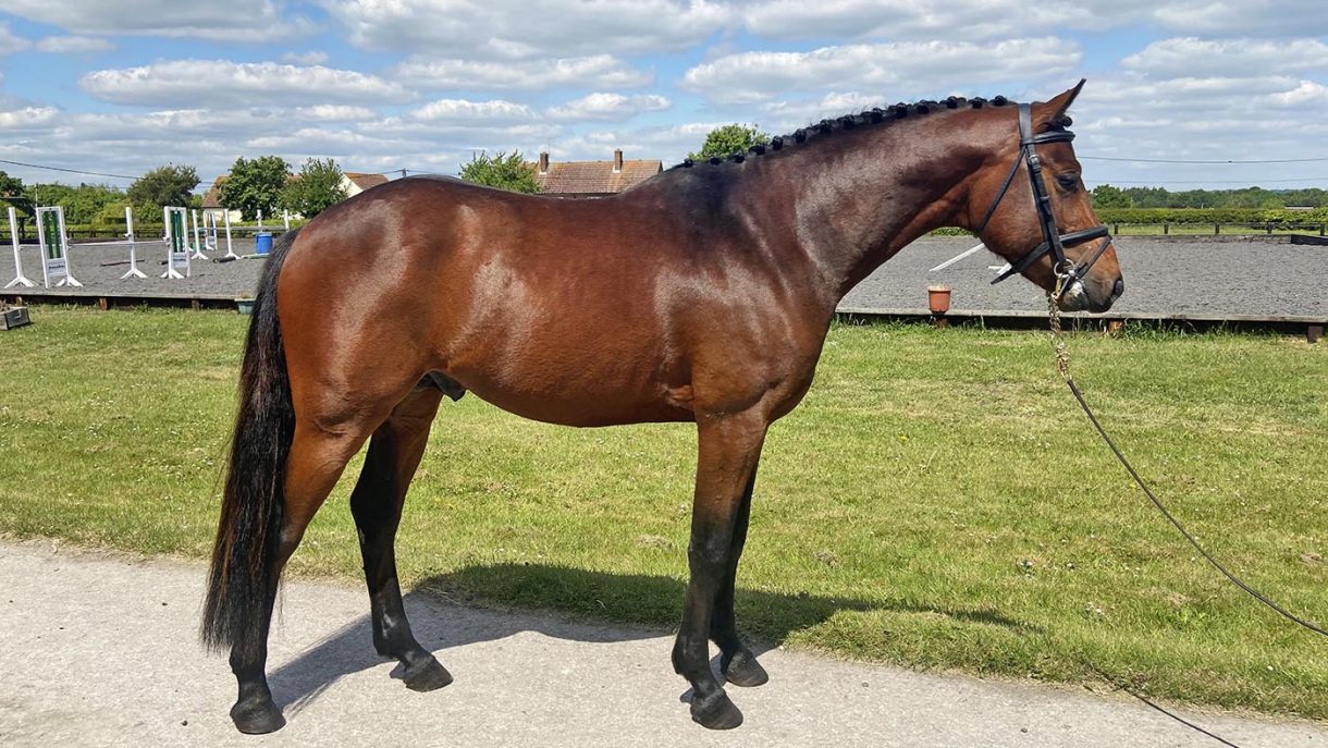 Stallions in Britain that breeders need on their radar in 2024