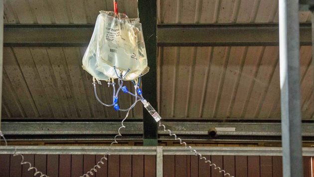 Focus on fluids: how to rehydrate a sick horse *H&H Plus* - Horse & Hound