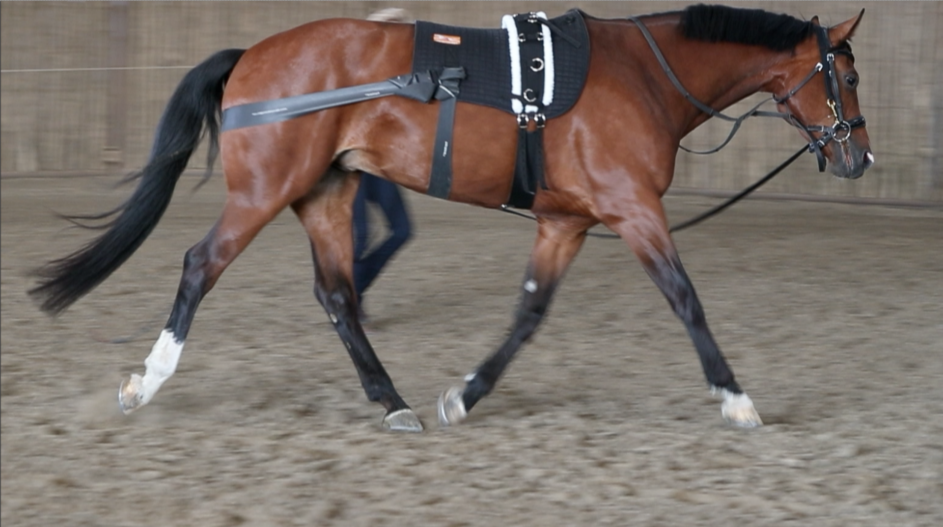 Equiband: what is it and how does it work? - Horse & Hound