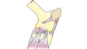 Inside the stifle: explaining injuries in horses within this joint *H&H ...