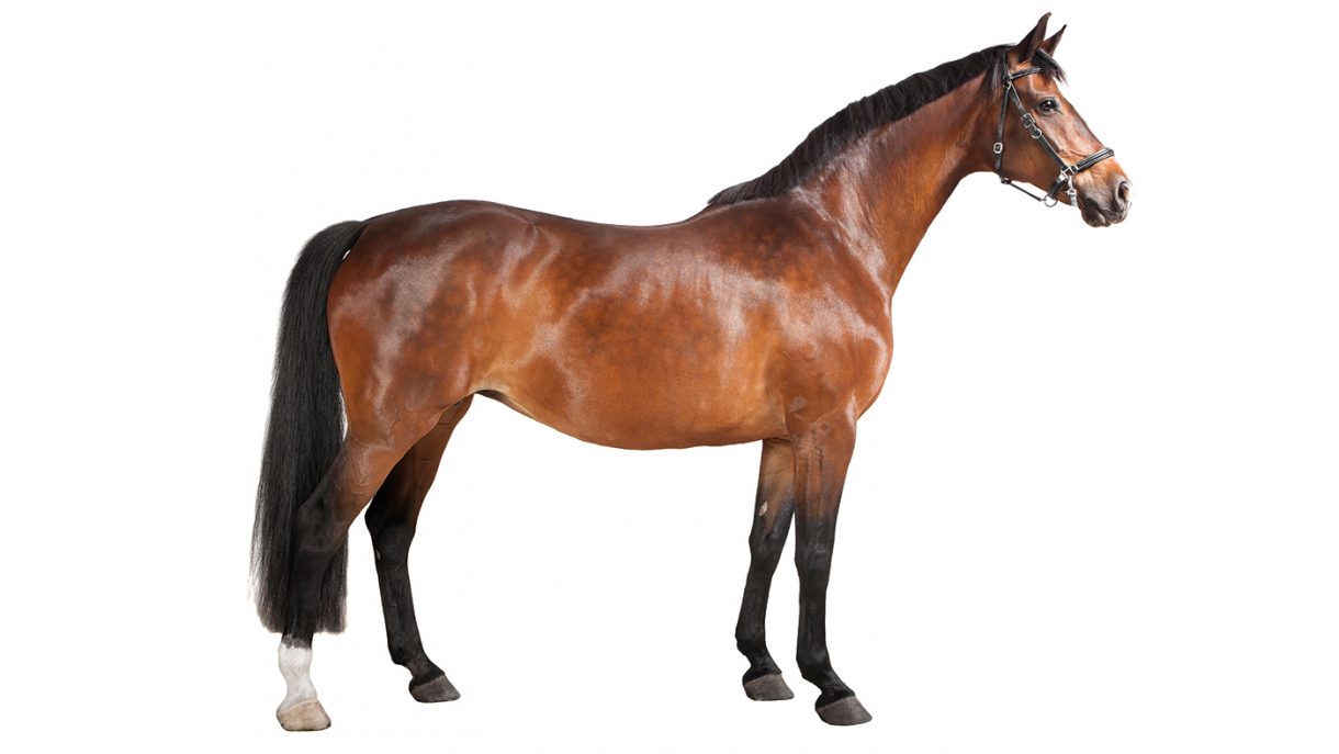 Inside the stifle: explaining injuries in horses within this joint *H&H ...