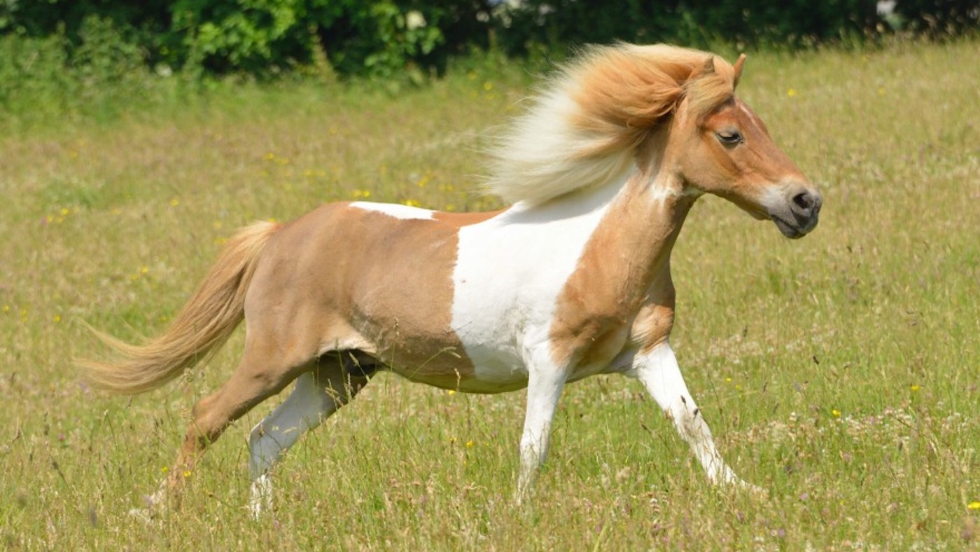 Heartbreak as charity’s ‘utterly unique’ Shetland pony dies aged 43 ...