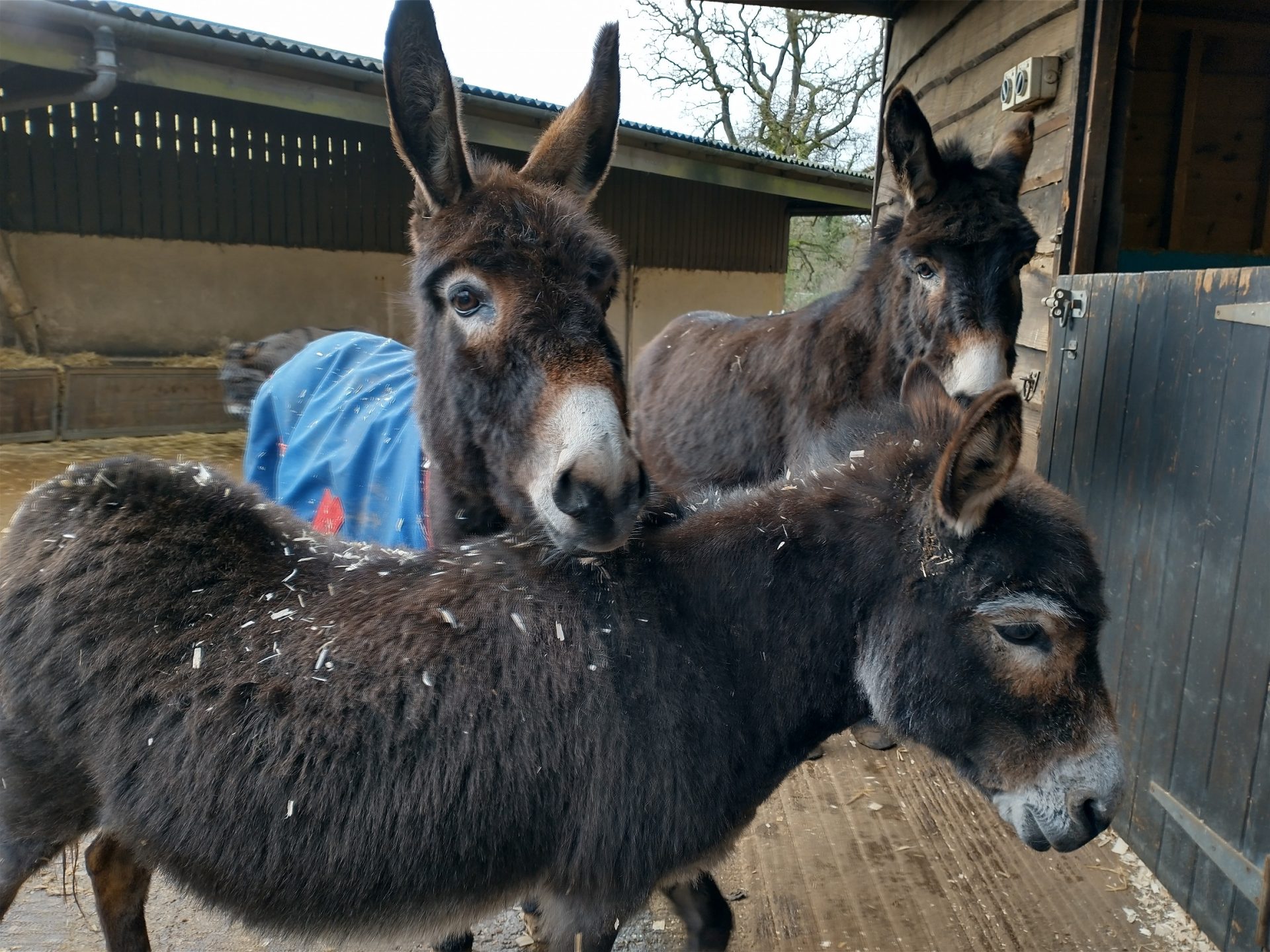 ‘They both needed a best friend’: lonely donkeys find joy with each ...