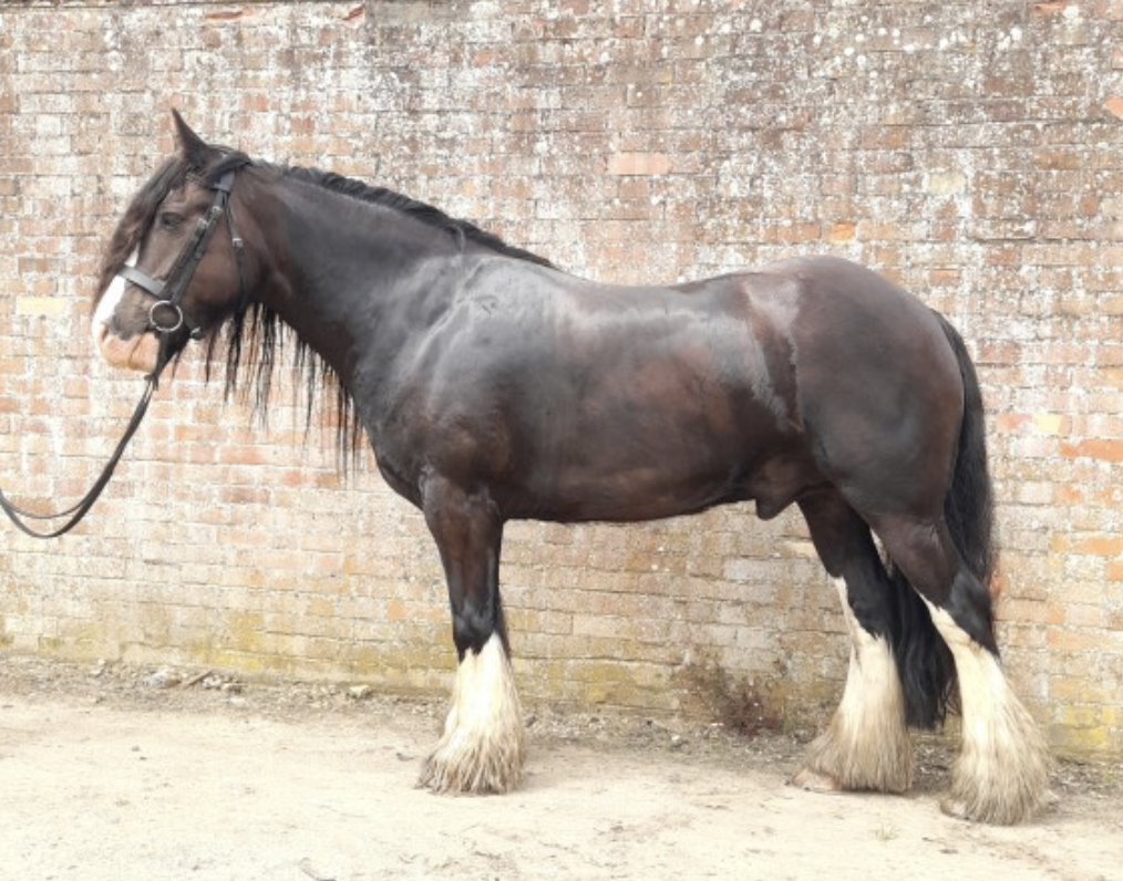 5 cool cobs you’ll want in your stable - Horse & Hound