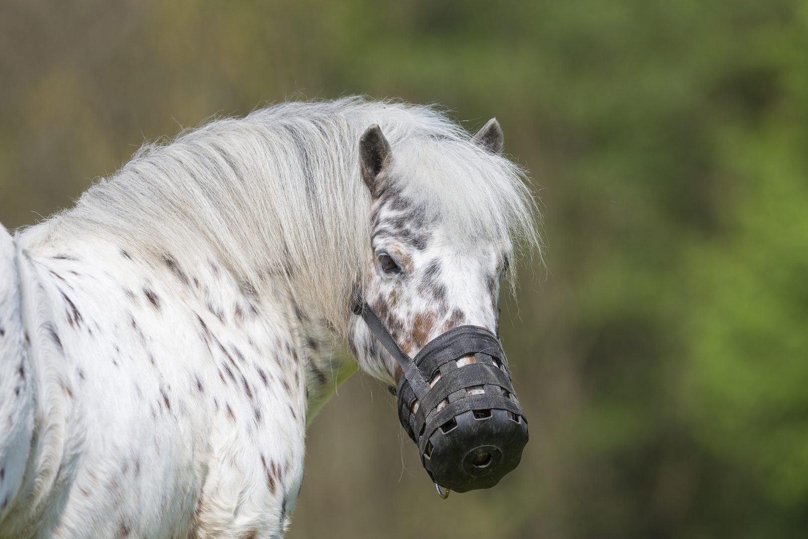 Equine obesity, Love Island and other things the horse world is talking ...