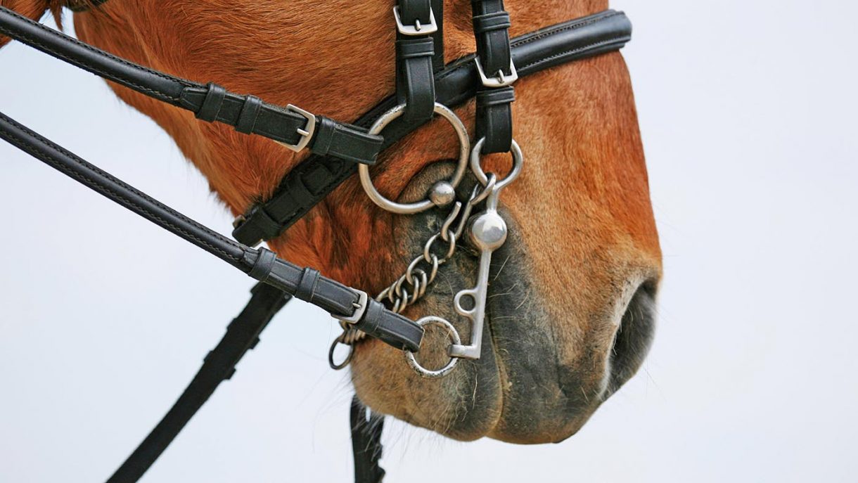 Types of bit for horses: know a snaffle from a pelham | Horse & Hound
