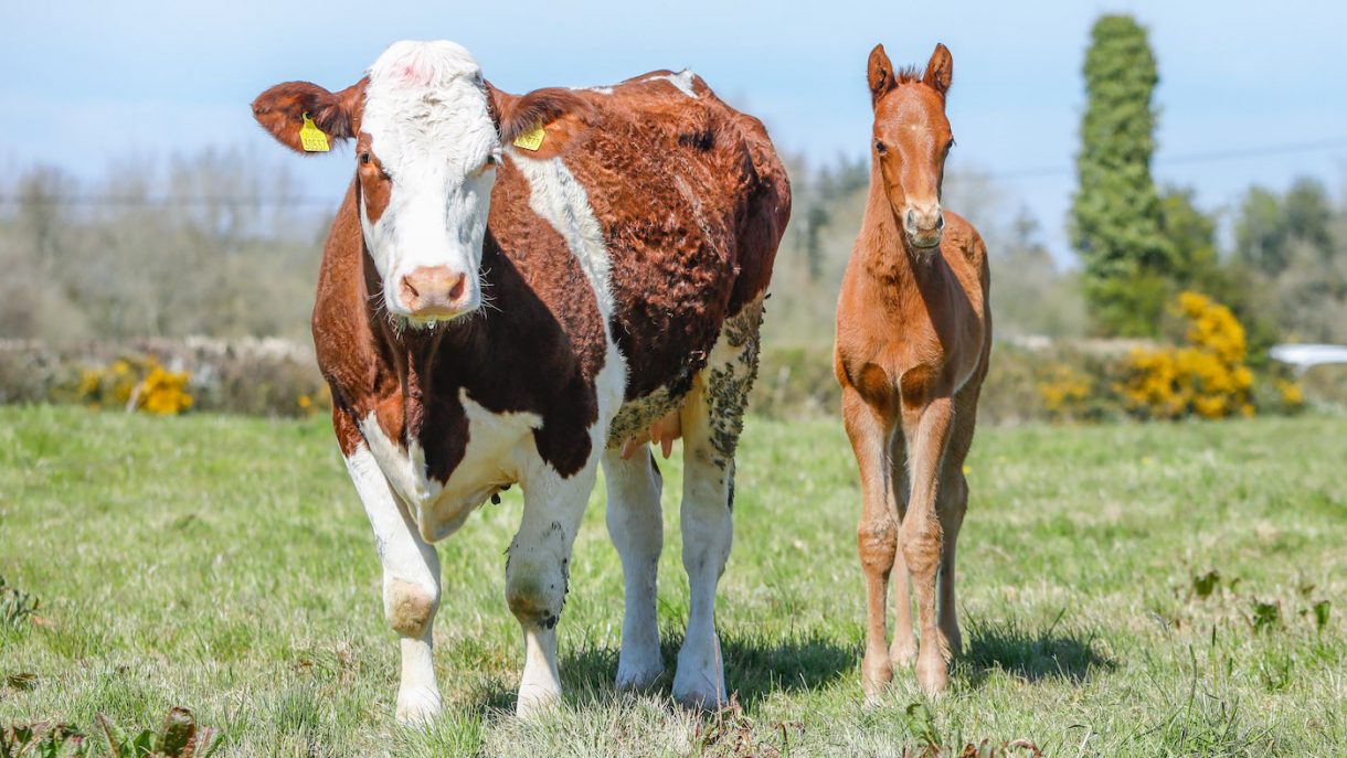 Foster cow steps in to mother orphaned foal - Horse & Hound
