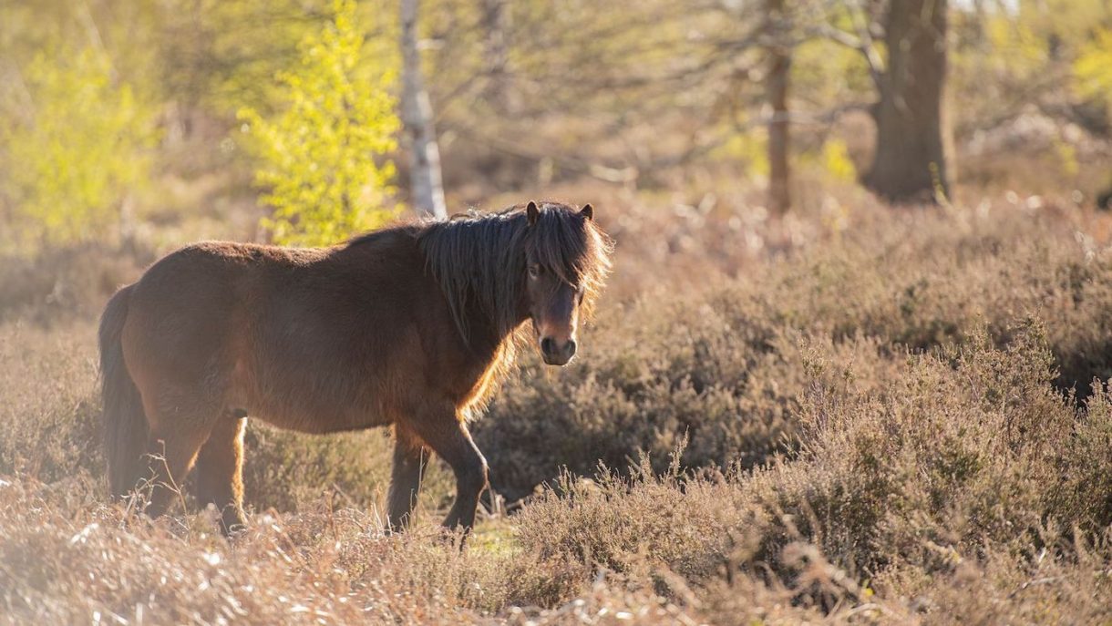 Pony poo power harnessed to improve life for birds - Horse & Hound