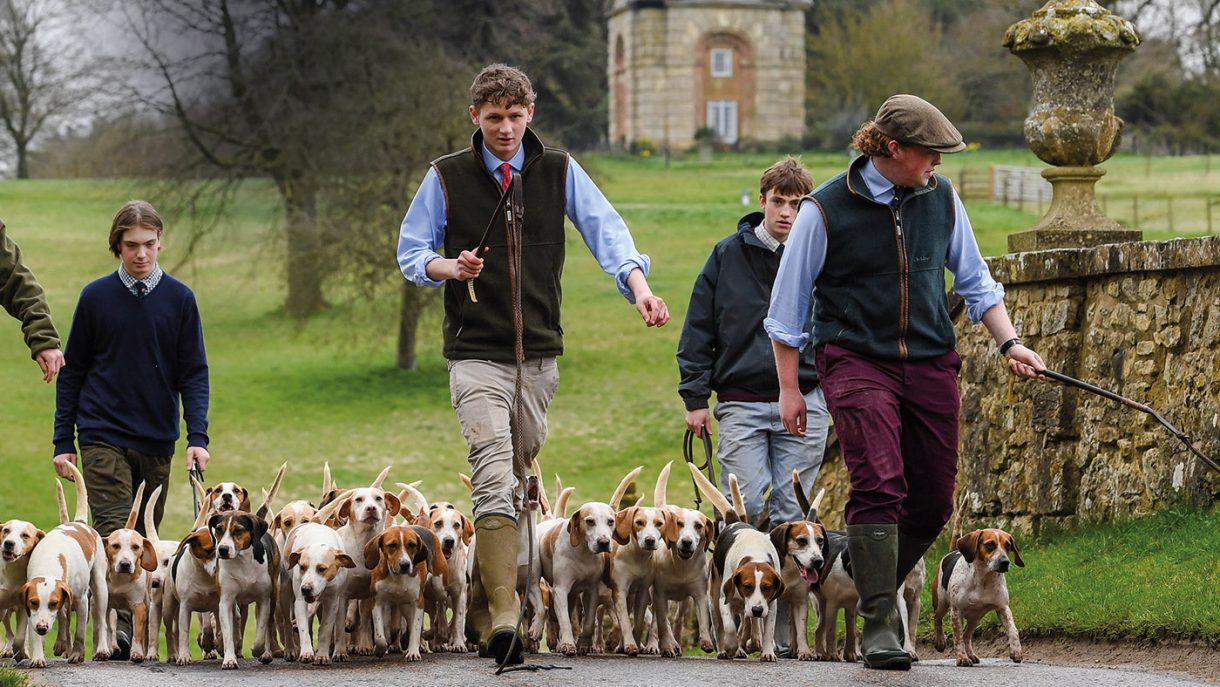 Beagle dog breed facts, history and considerations | Horse & Hound