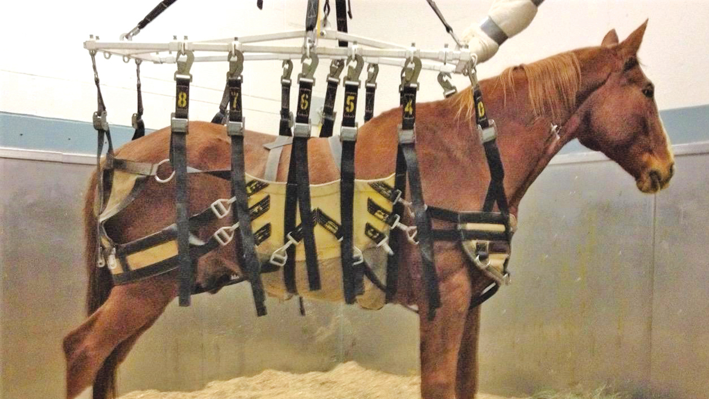 Ataxia explained: why a horse might become weak, wobbly or unable to ...
