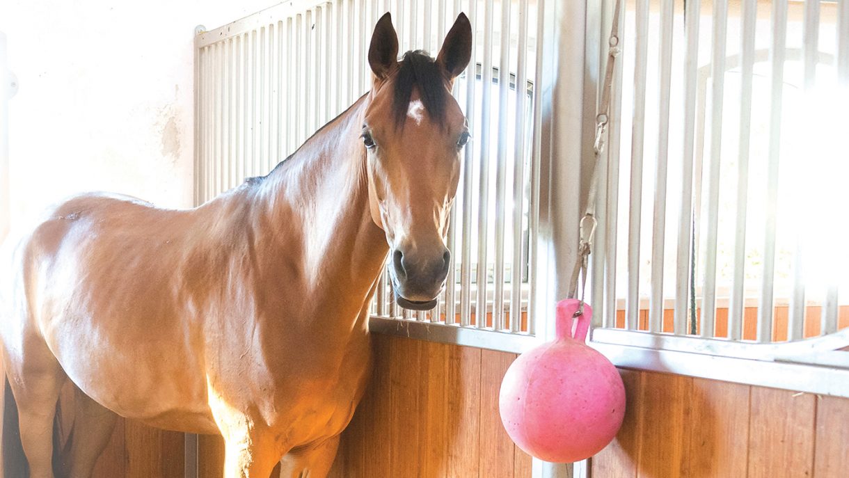 A guide to box rest — how to navigate this testing time - Horse & Hound