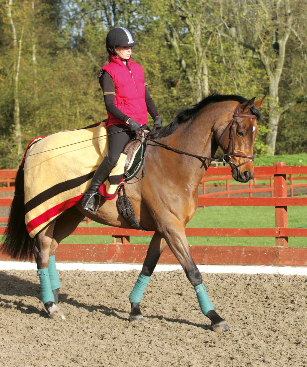 Types of horse rugs: how to decide which rug your horse needs