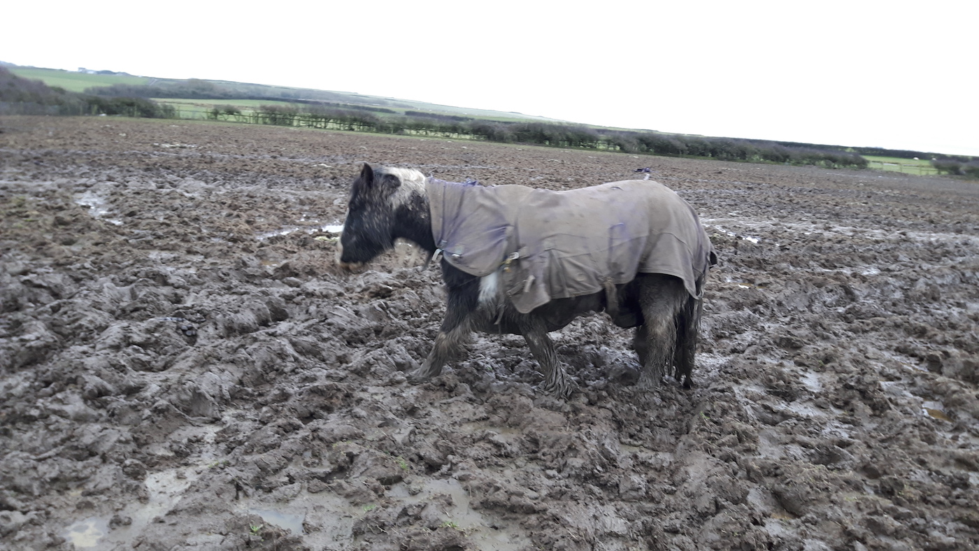 Tom Price jailed after 240 horses removed from ‘appalling’ conditions ...