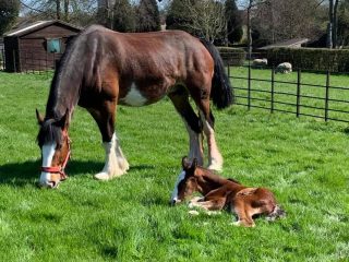 Public asked to help name Shire filly who is pulling the crowds - Horse ...