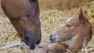 Foaling in horses: useful advice for first-timer horse breeders