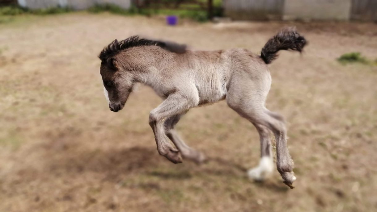 14 incredibly cute foals to help brighten your day - Horse & Hound