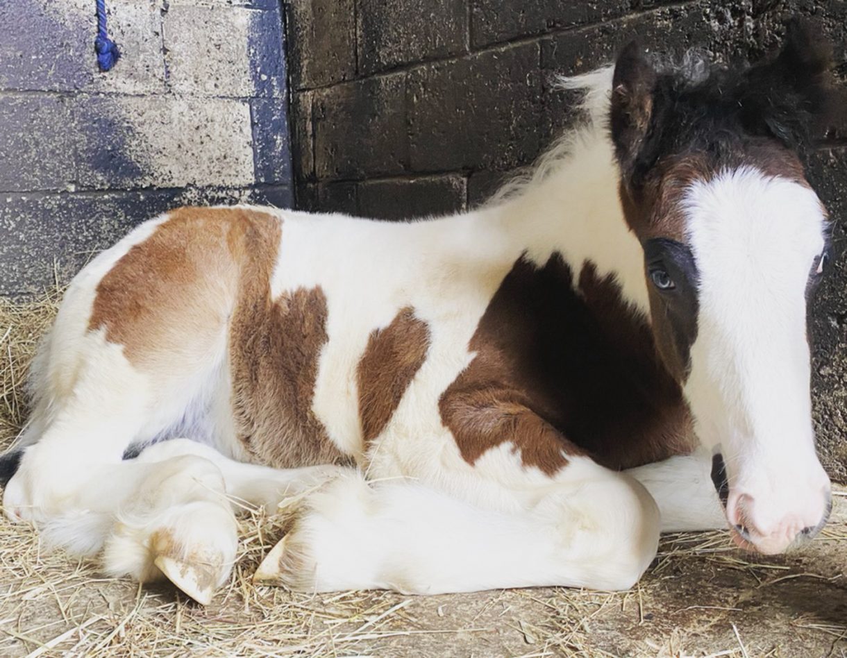 14 incredibly cute foals to help brighten your day - Horse & Hound